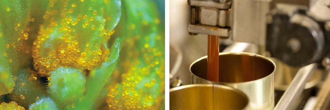 Advanced Hop Products: The Solutions You Want with the Flexibility You ...