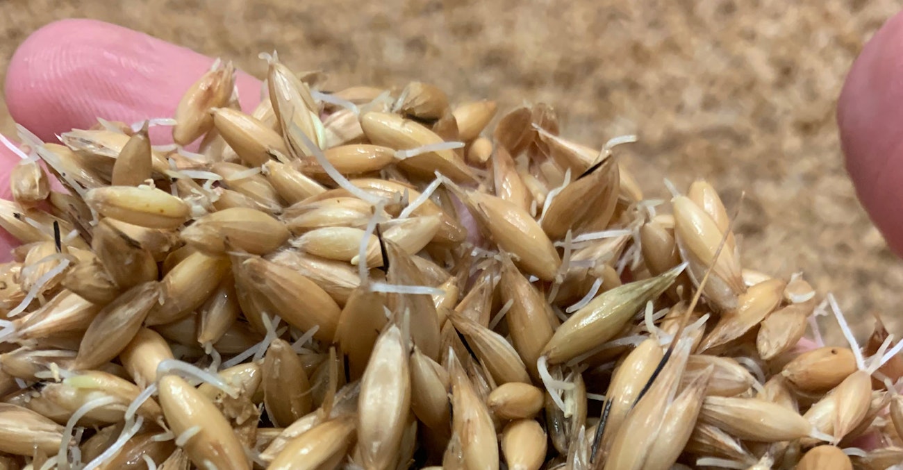 Brewing with Wind Malt | Craft Beer & Brewing