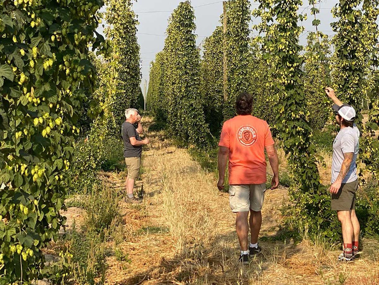 In Pursuit of Hop Magic to Broaden the Reach of Craft | Craft Beer ...