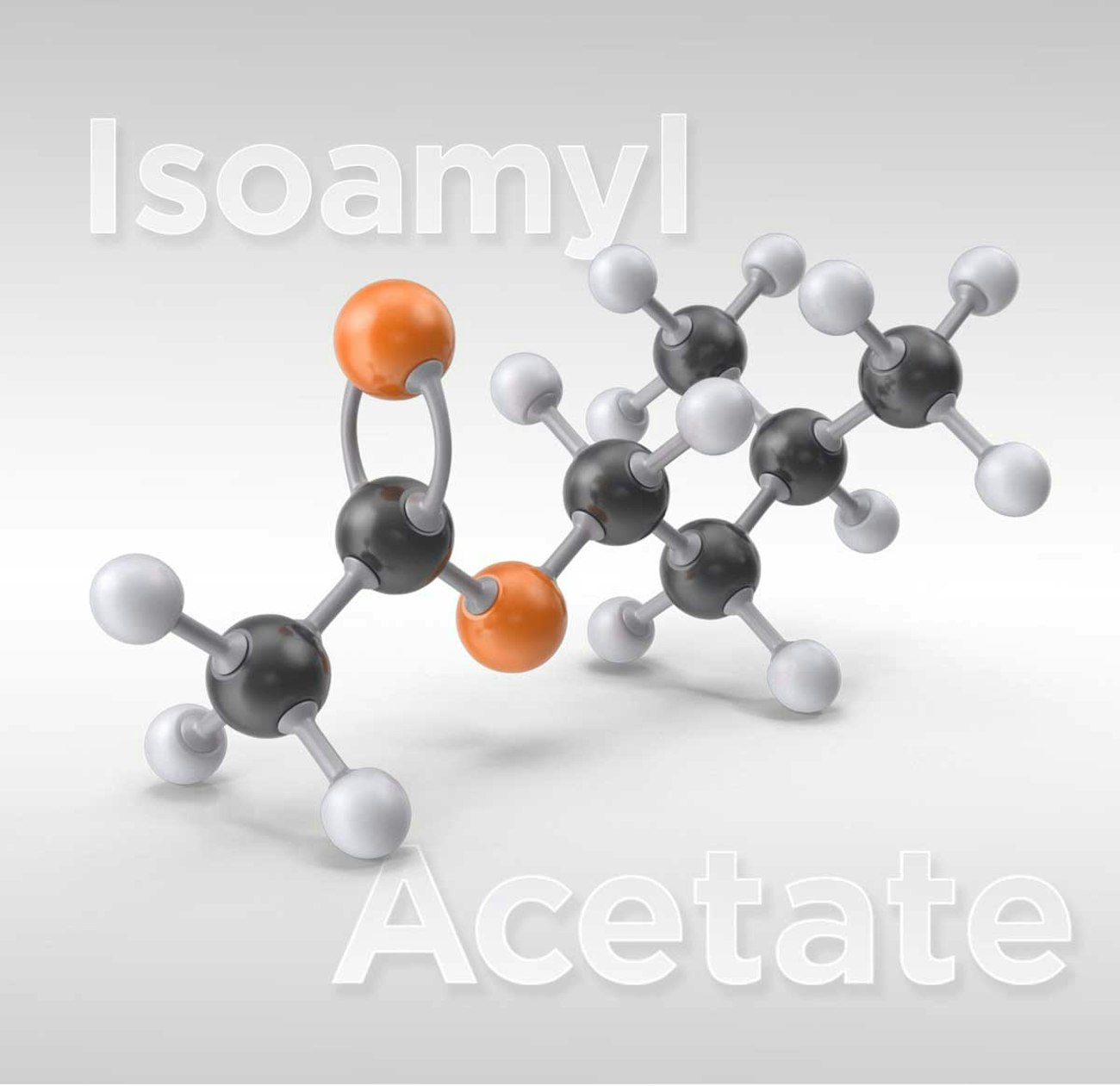 Yeast: An Unsung Hero | Craft Beer & Brewing