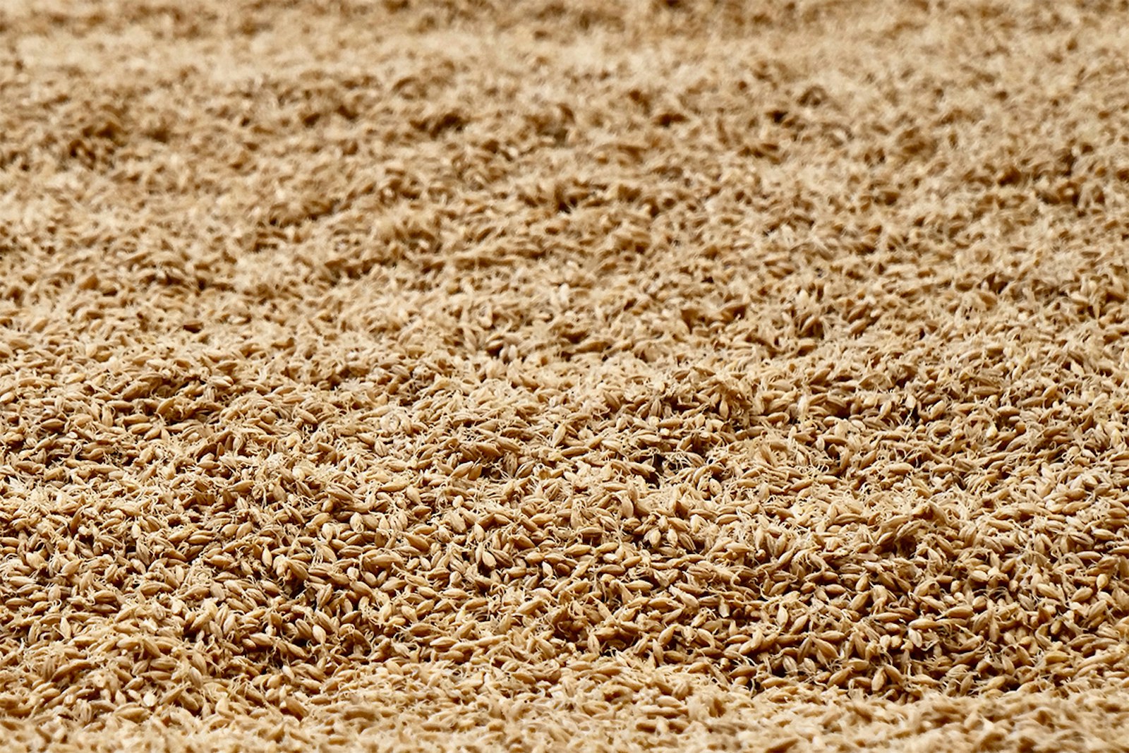 From Barleycorn to Beer: The Maltster’s Magic Trick | Craft Beer & Brewing