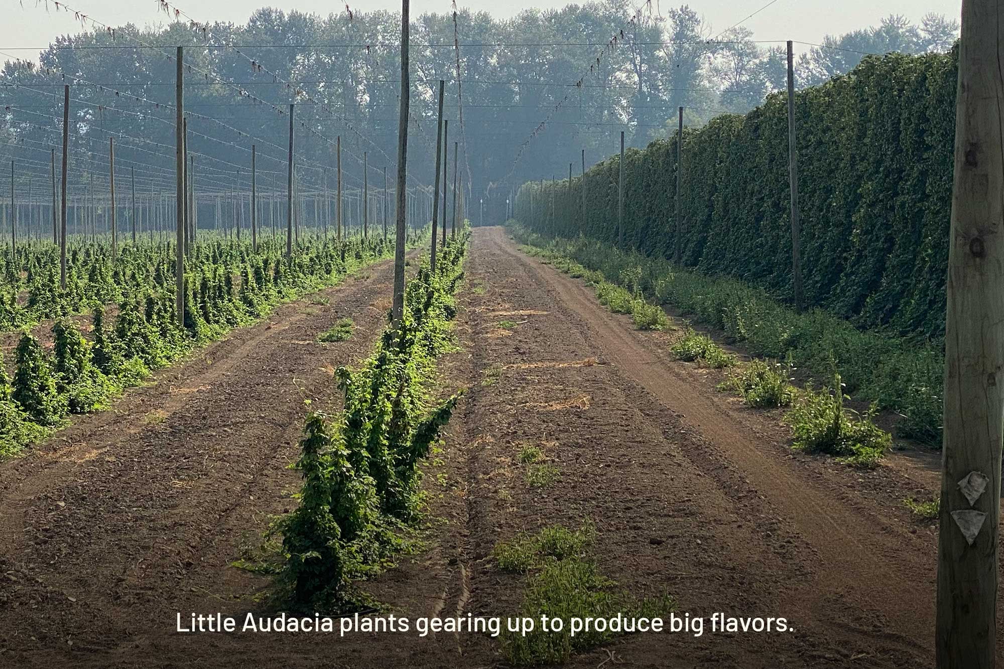 Low-Alpha Hops Are Primed to Light up Your IPA | Craft Beer & Brewing