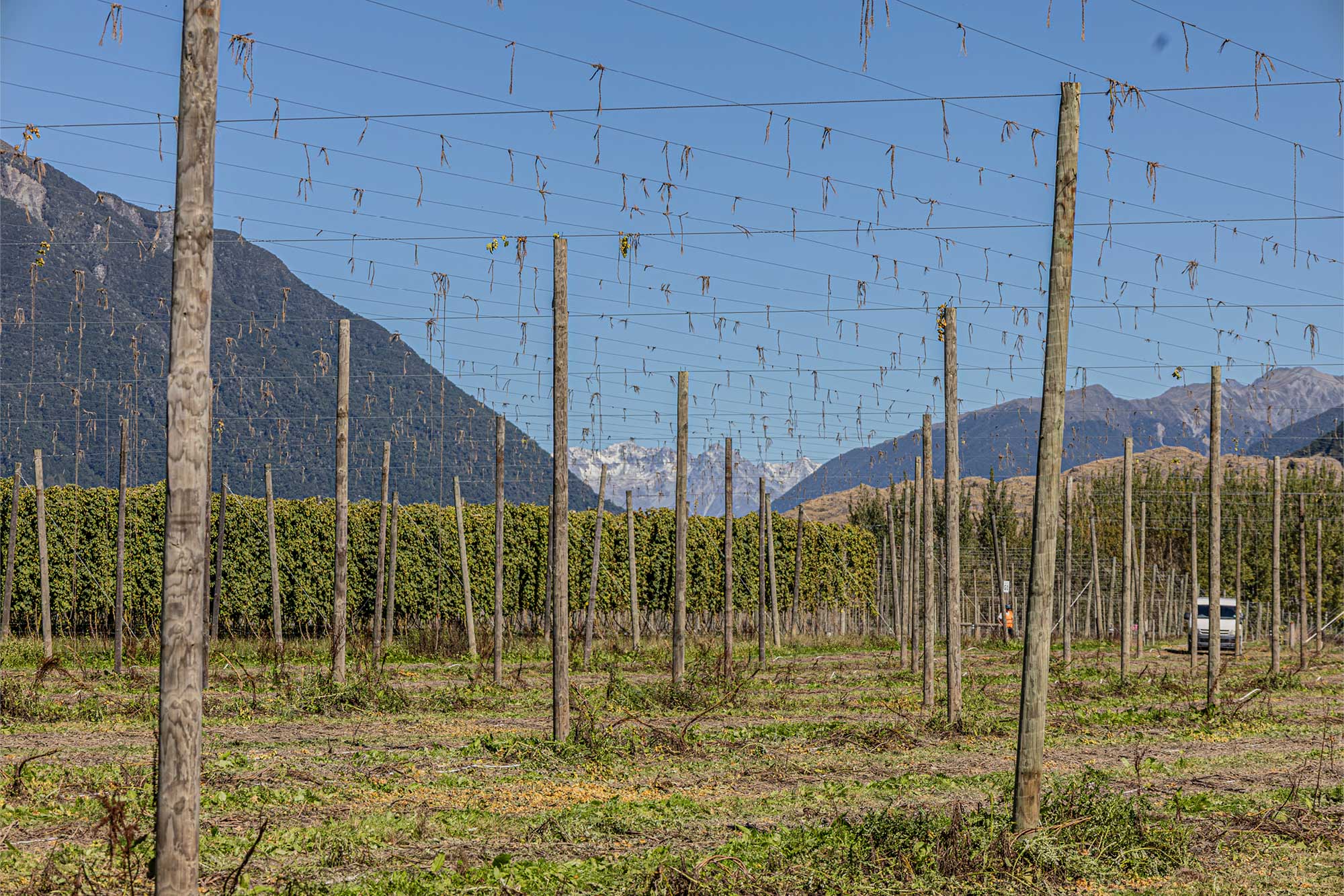 A Brewer’s Guide to New Zealand Hops | Craft Beer & Brewing