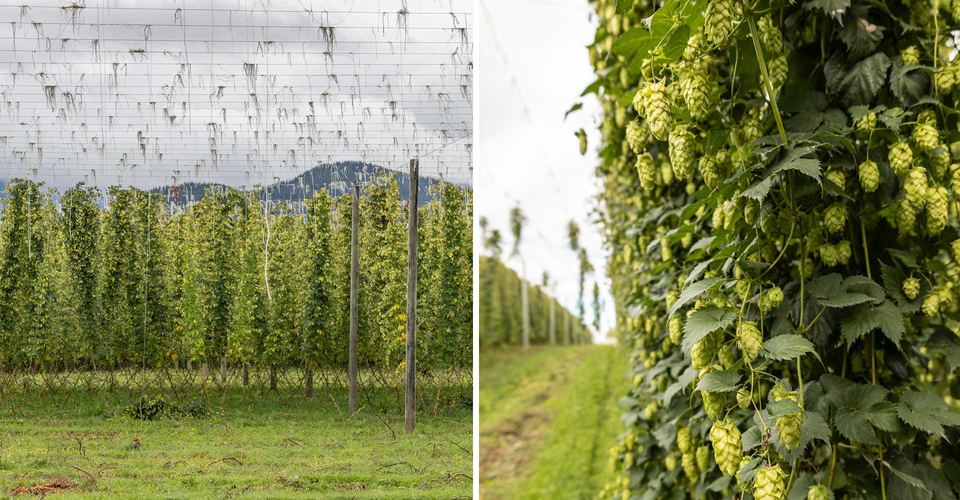 A Brewer’s Guide to New Zealand Hops | Craft Beer & Brewing
