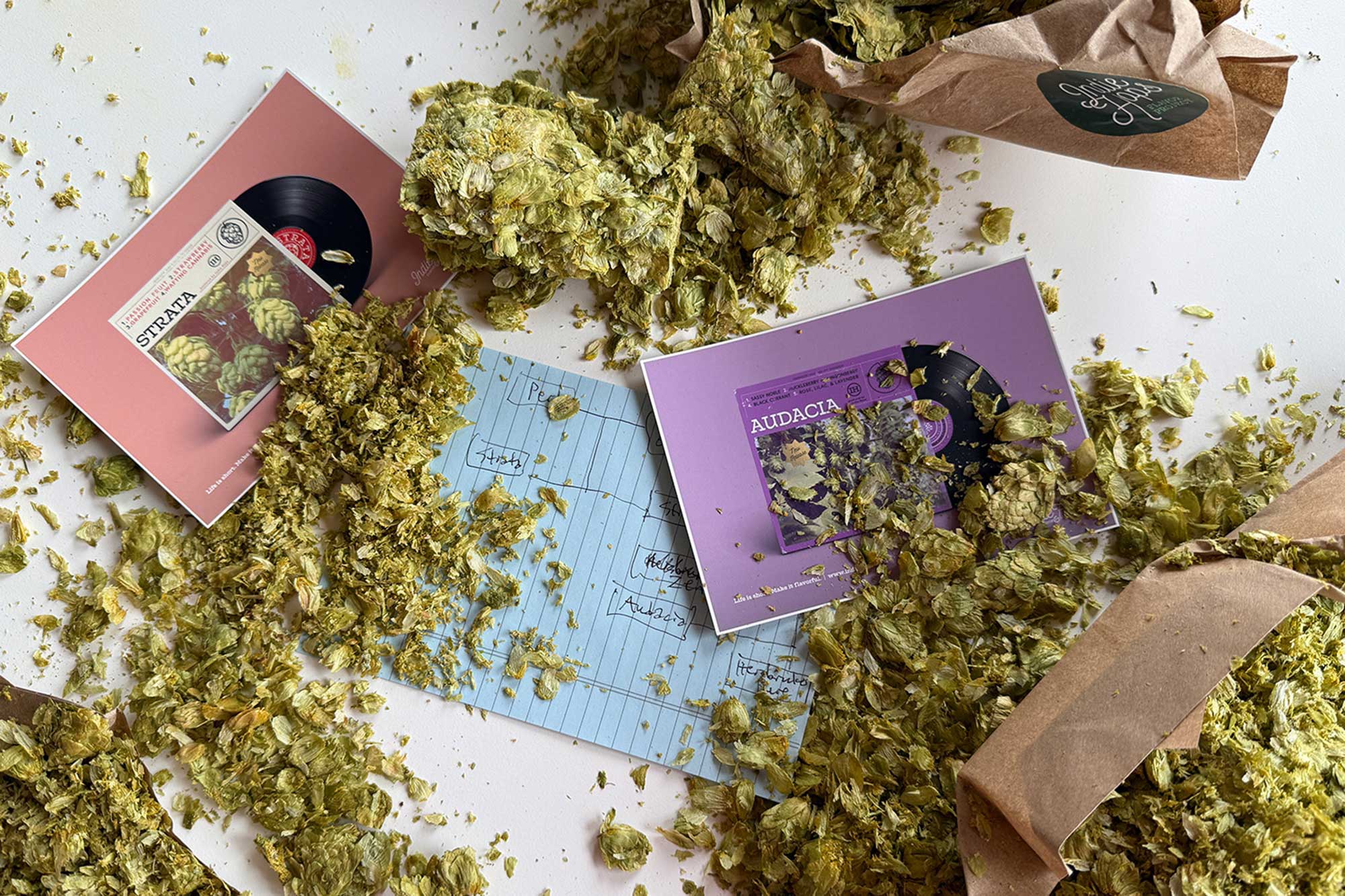 Strata’s Nephew Is a (Literal) Stud | Craft Beer & Brewing