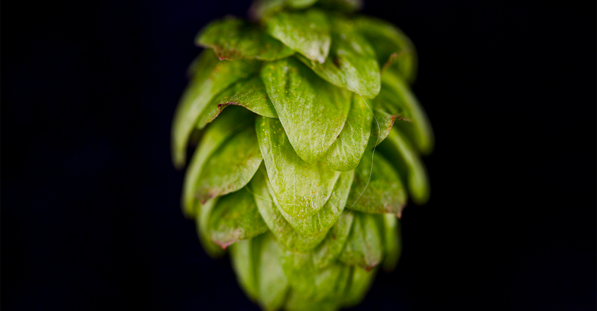 Hops for the Future: What Does It Mean When a Hop Farm Gives Up on ...