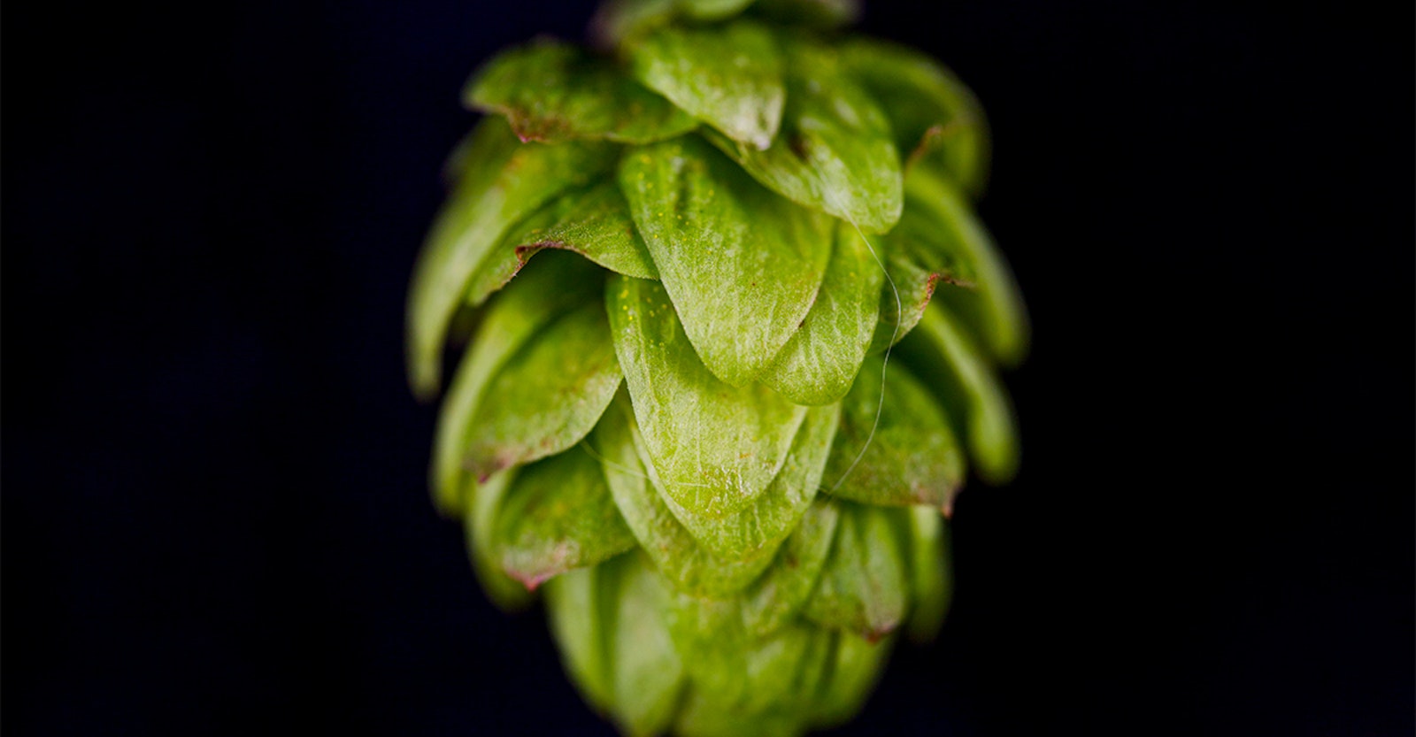 Hops for the Future: What Does It Mean When a Hop Farm Gives Up on ...