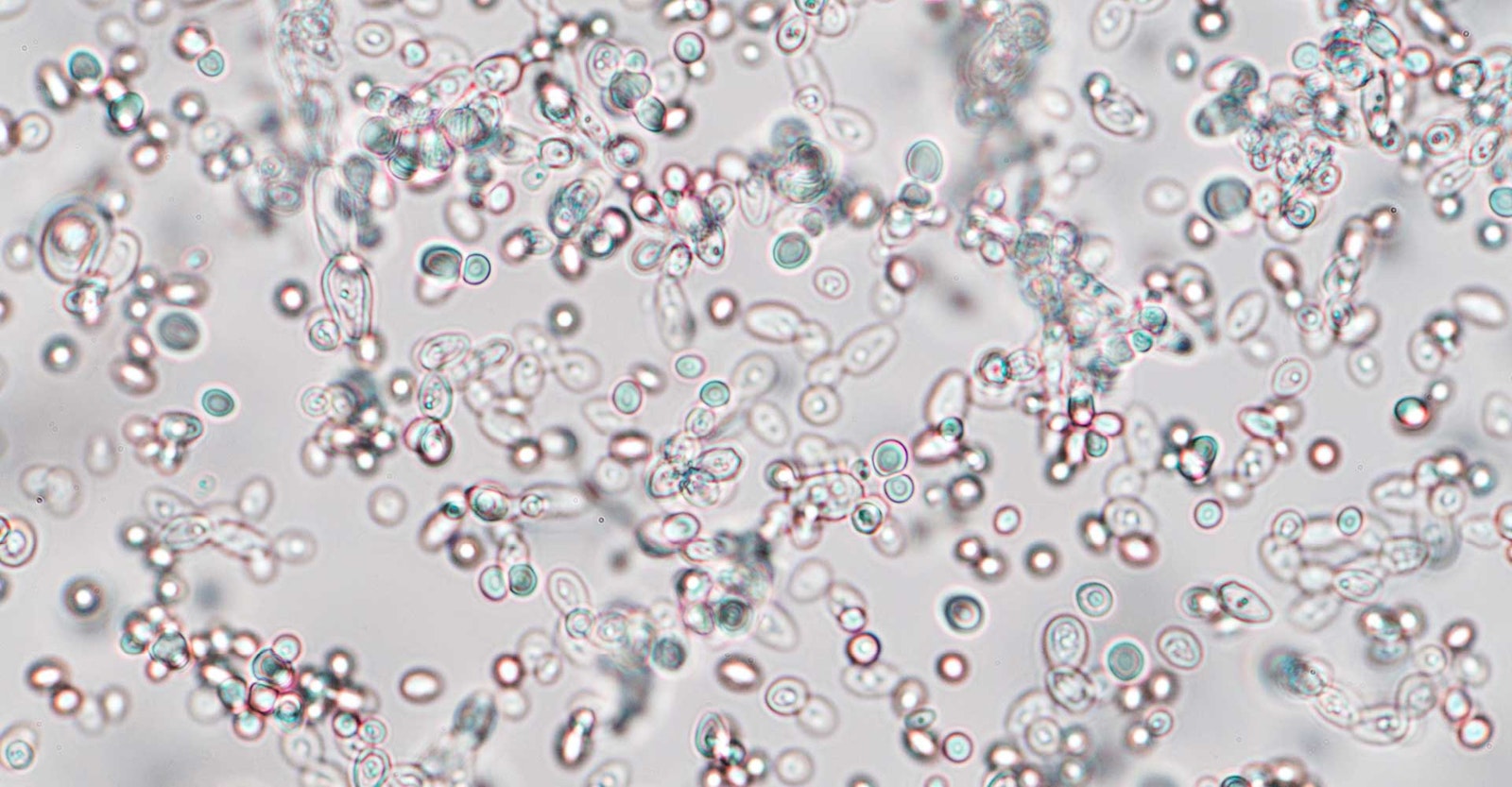 Saccharomyces Under Microscope