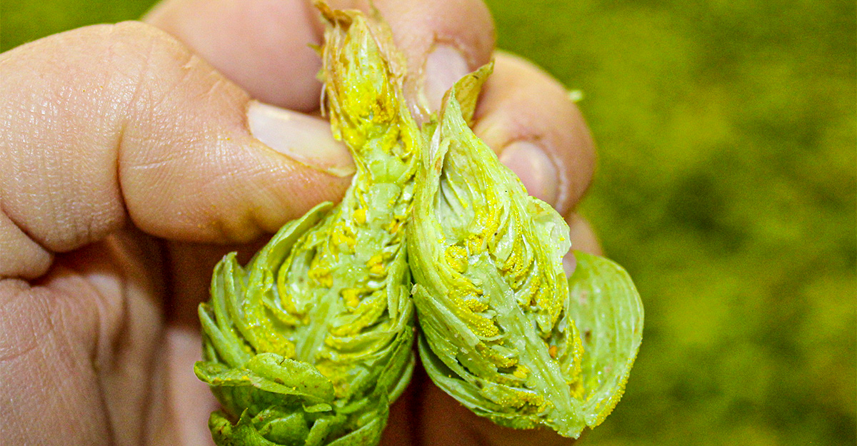 Hop Maturity: The Impact of When They Pick | Brewing Industry Guide