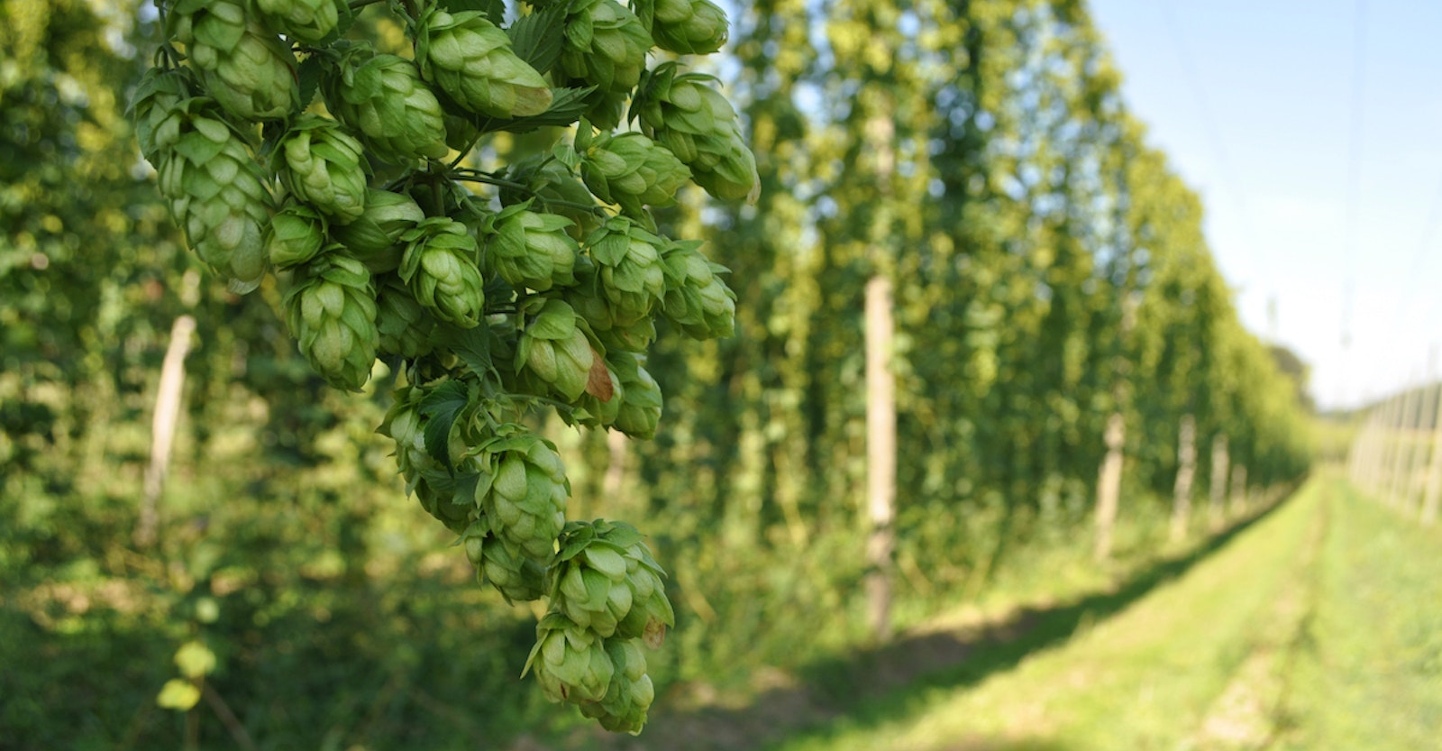 Hops for the Future: Preserving the Nobility | Brewing Industry Guide