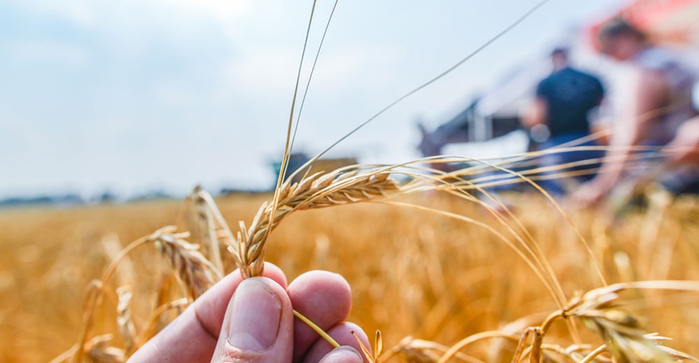 Craft Maltsters Guild Survey: 94 Percent Impacted by COVID-19 | Brewing ...