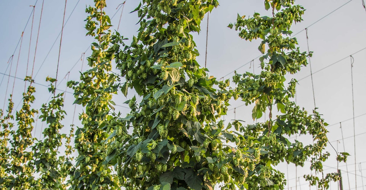 Navigating the Hops Market | Brewing Industry Guide
