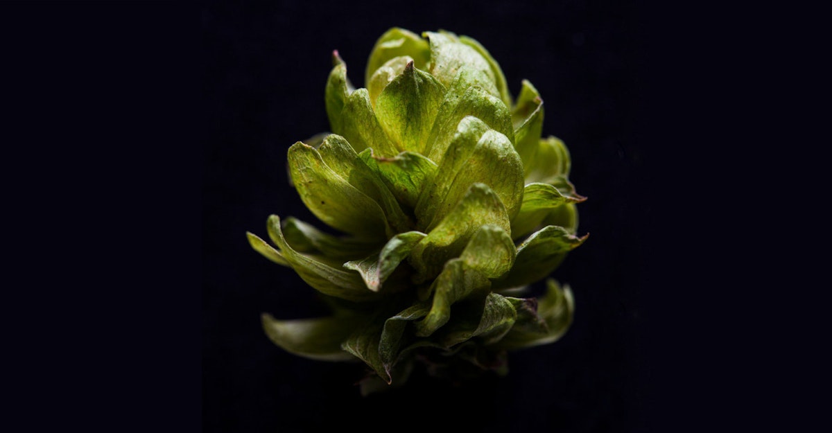 More Exotic Hop Varieties Are on the Way—and These Won’t Be Proprietary ...