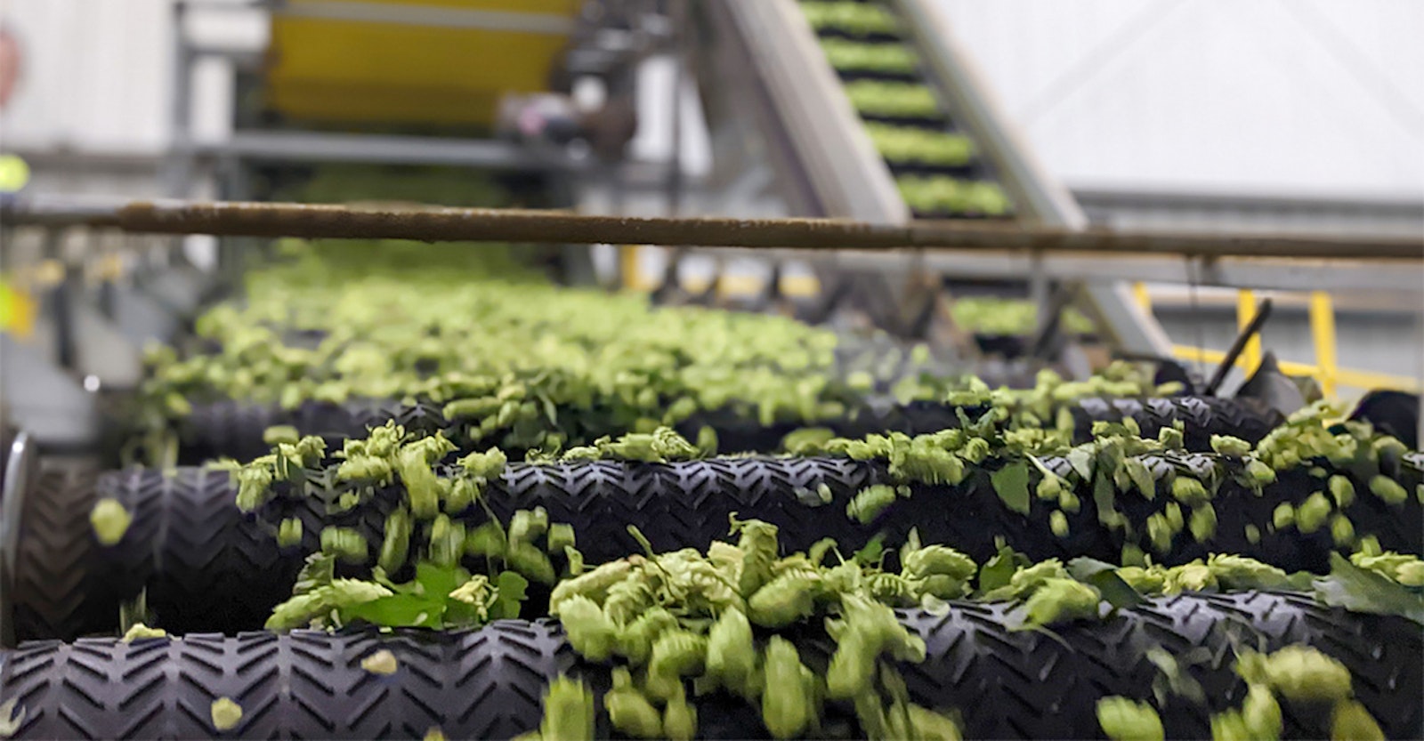 Hops Insider: The Good, the Bad, and the Ugly News from Harvest 2022 ...