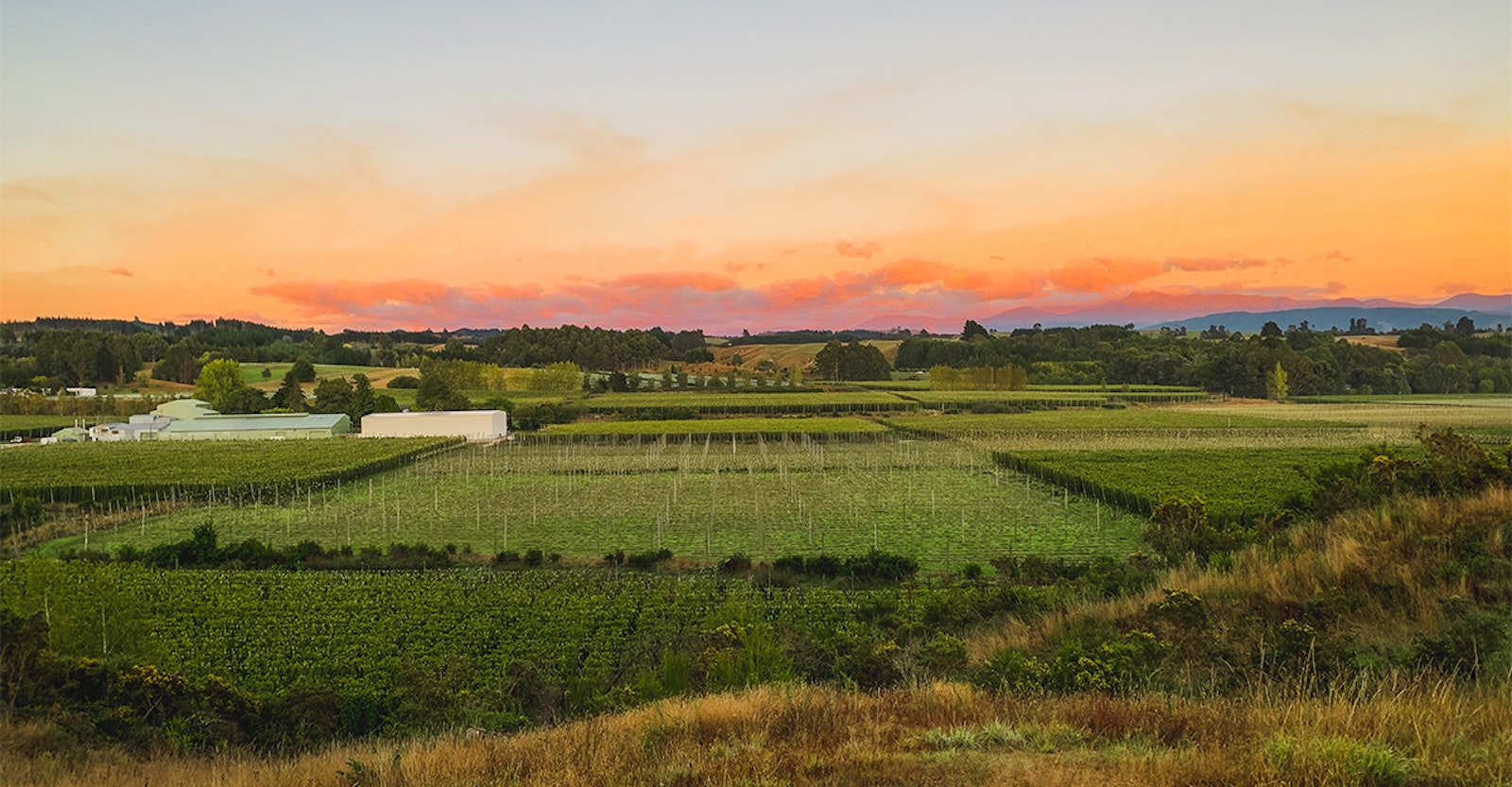 Hops Insider: What’s Up Down Under, Kiwi Edition | Brewing Industry Guide