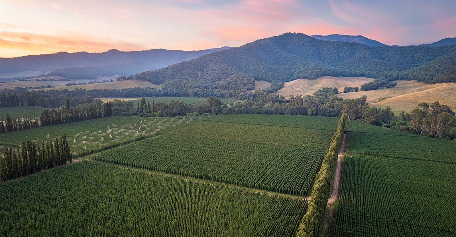 Hops Insider: What’s Up Down Under, Oz & Beyond Edition | Brewing ...