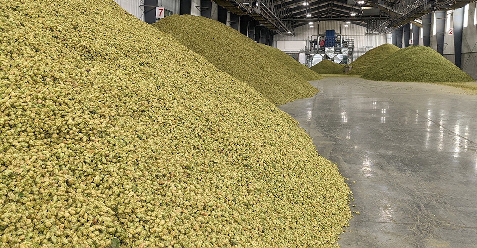 Hops Insider: Rightsizing the Hop Market | Brewing Industry Guide