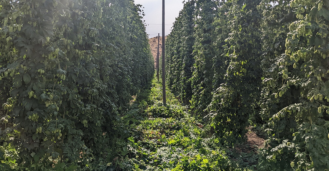 Hops Insider: Rightsizing the Hop Market | Brewing Industry Guide
