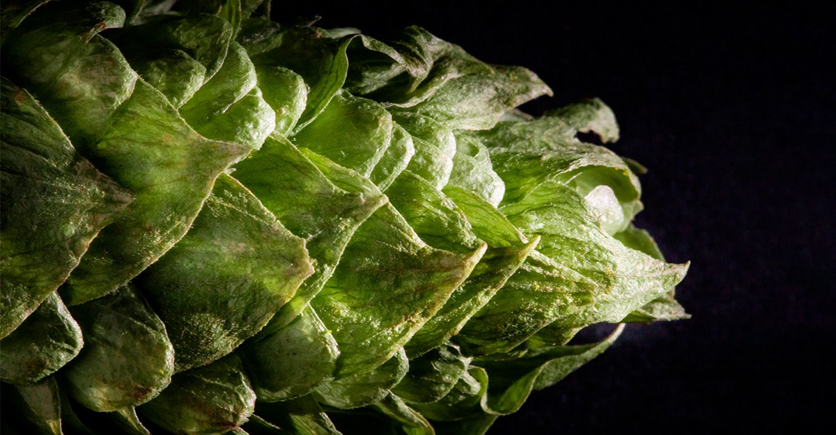 Hops Insider: Revenge of the Hop Creep | Brewing Industry Guide