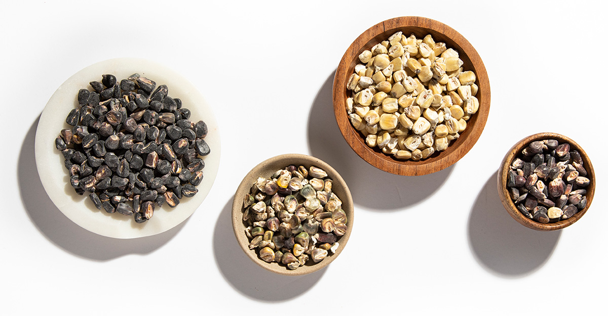 Brewing with Malted Corn? We’re All Ears! | Brewing Industry Guide