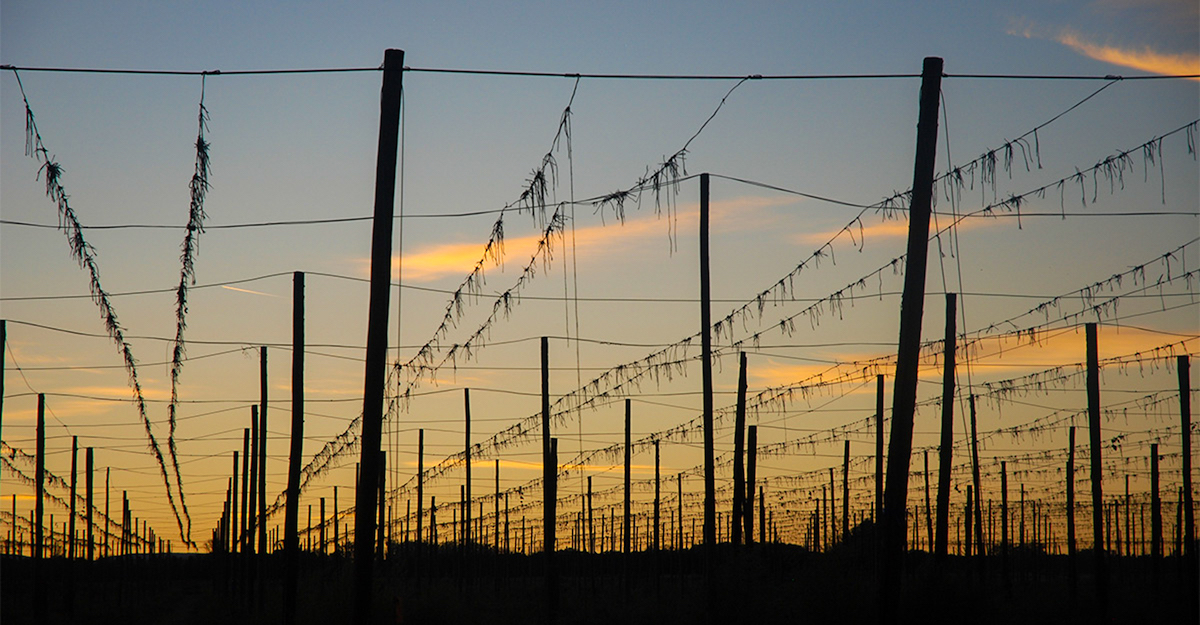 Hop Harvest 2023: Inching Toward Equilibrium | Brewing Industry Guide