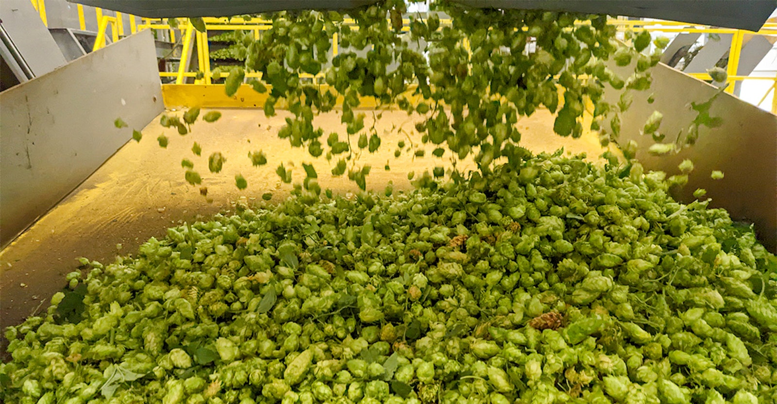 Hops Insider: Bracing for the Next Market Correction | Brewing Industry ...