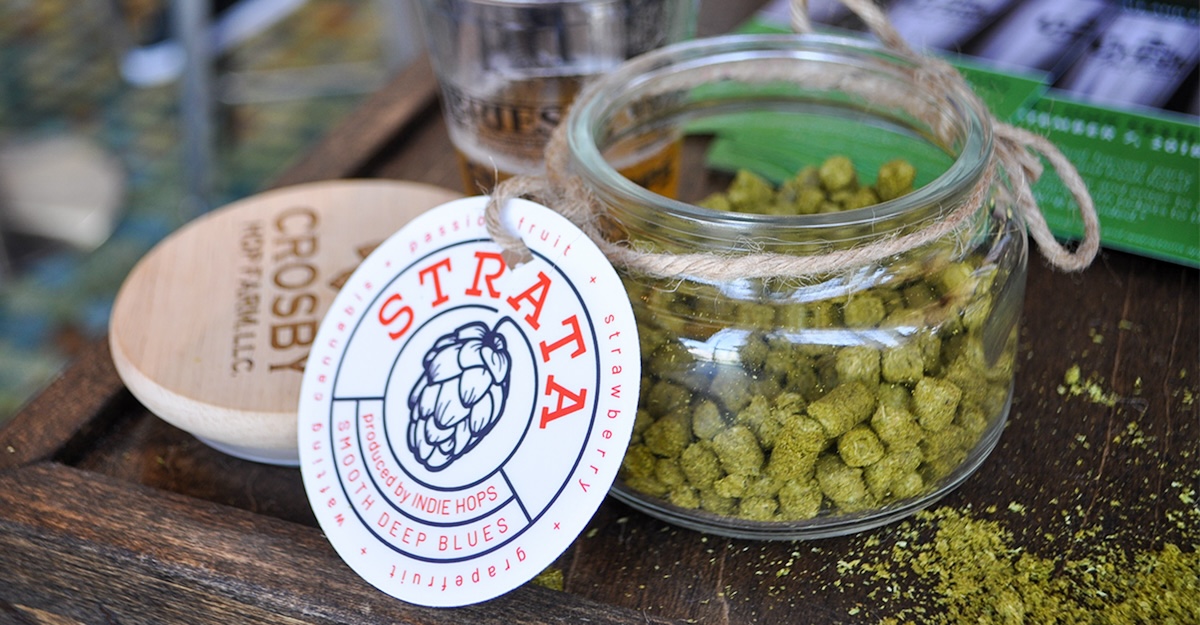 Hops Insider: New Research for Fine-Tuning Hop-Forward Beers | Brewing ...