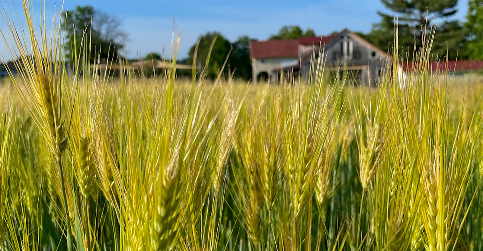 Can Brewers Reap Benefits from Regenerative Barley? | Brewing Industry ...