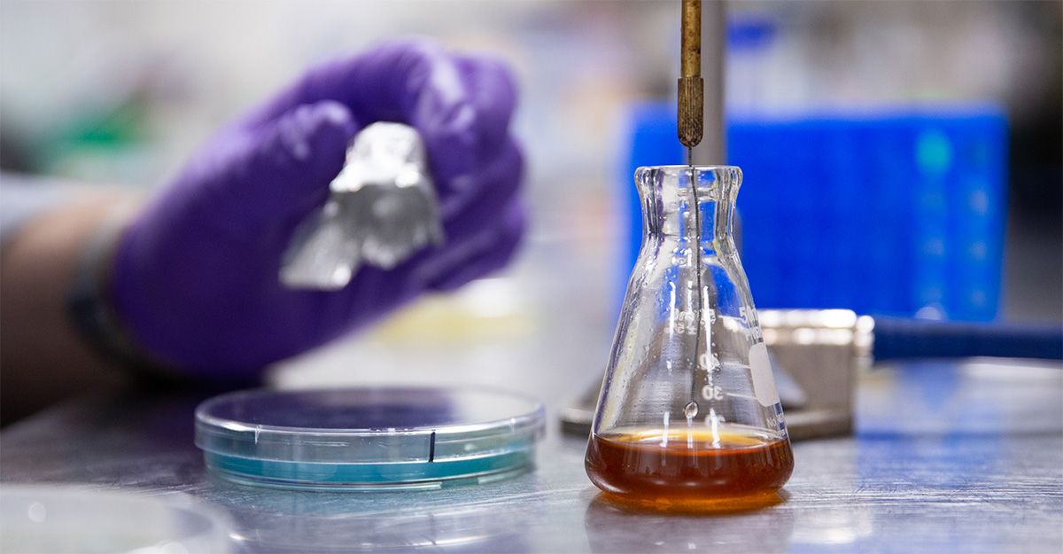 Under the Microscope: These Yeast Strains Are Powerlifters Now | Brewing Industry Guide