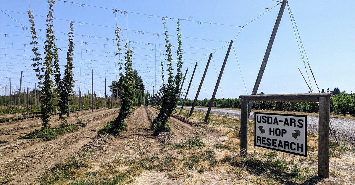 New Hop Varieties Are Graduating into a Tough Job Market | Brewing ...