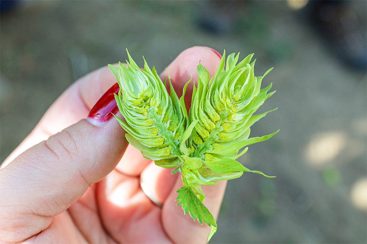 Hops Insider: Was Brewer’s Gold Ahead of Its Time? | Brewing Industry Guide