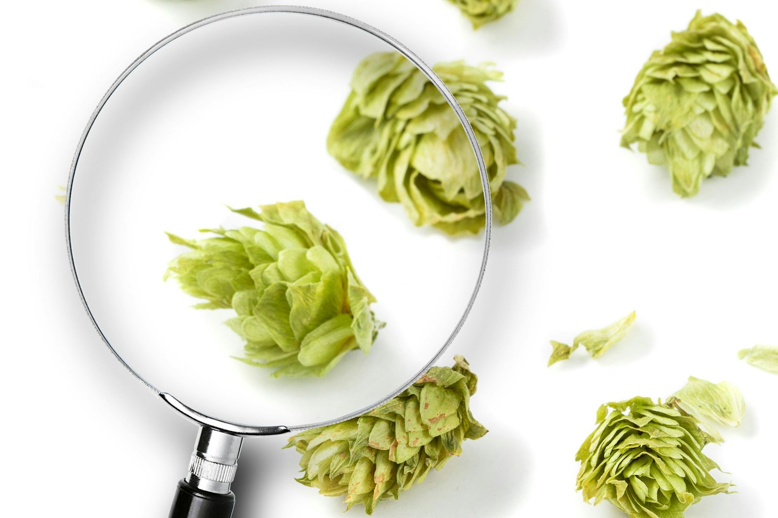 To Dial in Your Bitterness, Zoom in on the Science | Brewing Industry Guide