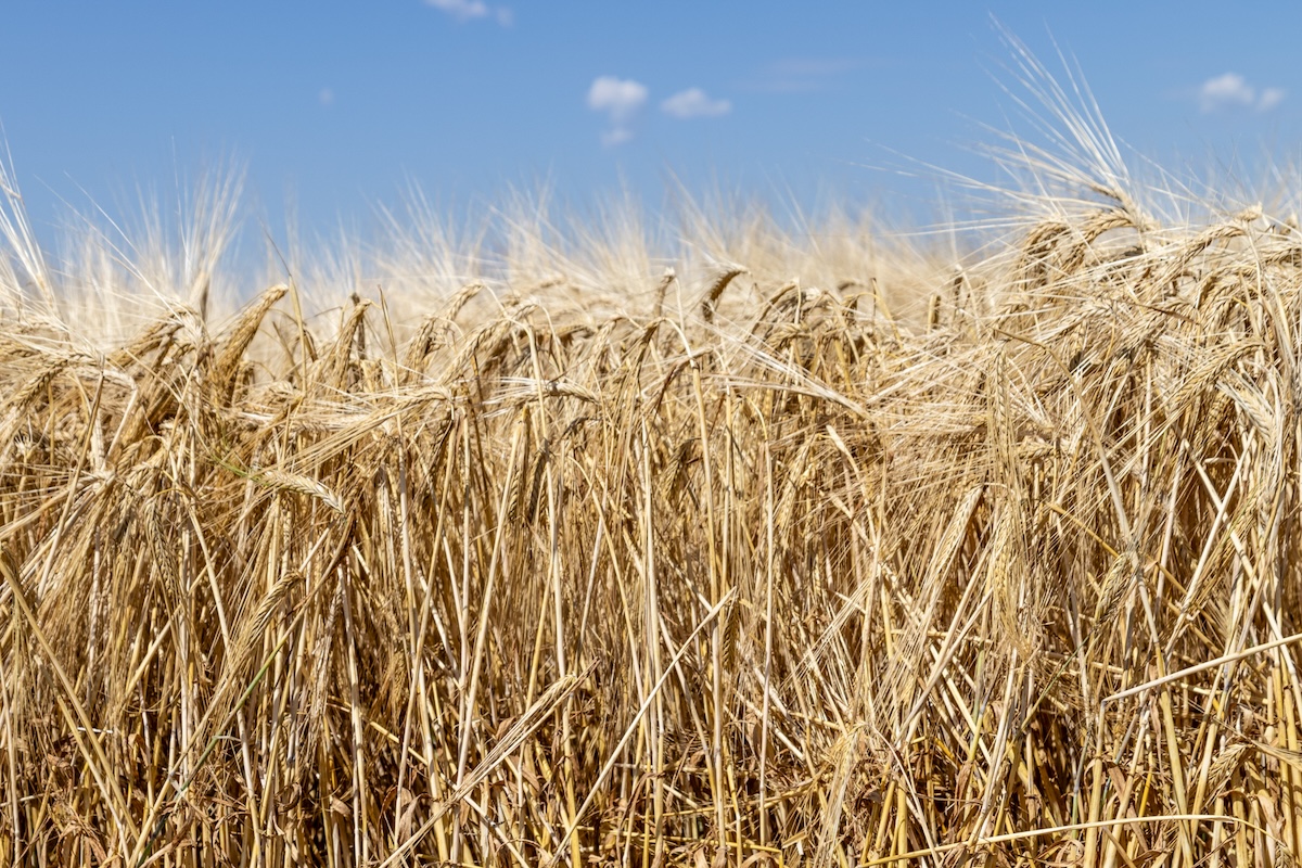 How the Climate Is Affecting Your Optimal Mash Temps | Brewing Industry ...