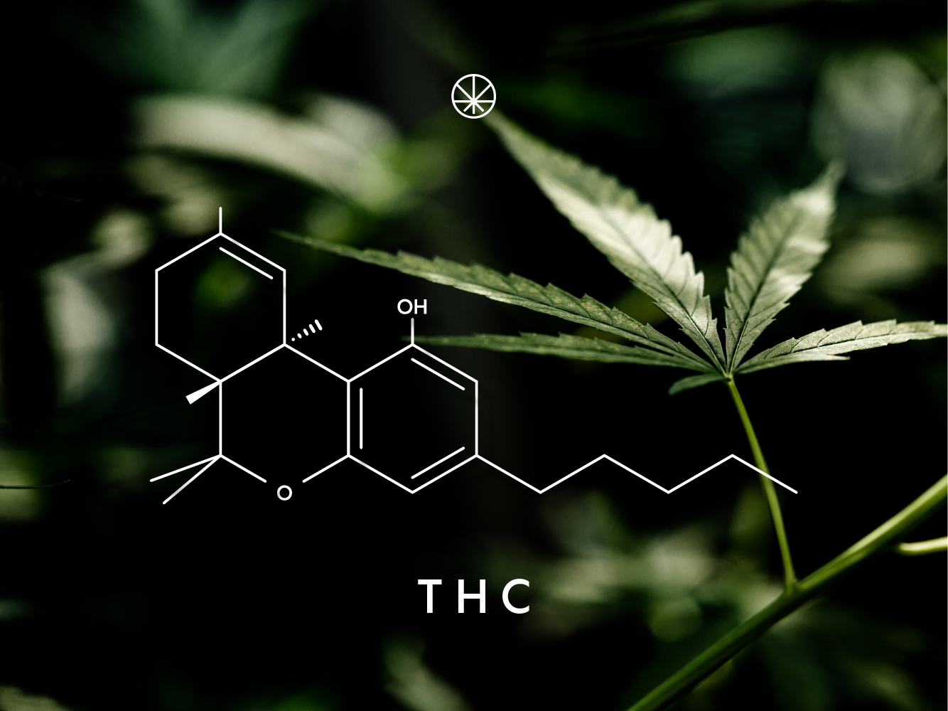 What Is the Difference between THC and CBD? | Releaf UK What Is the Difference between THC and CBD? | Releaf UK