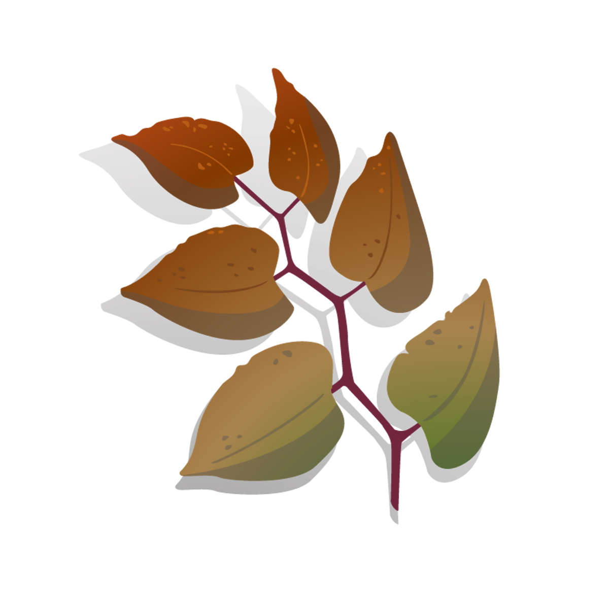 Quoi mettre dans le bac brun pour composter | Recyc-Québec