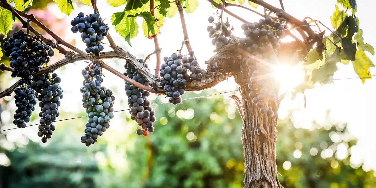 Merlot: red grape variety of Bordeaux and beyond | U'wine