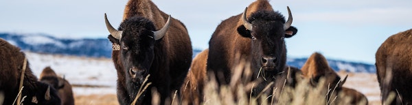 Buck Journal - Buck® Knives OFFICIAL SITE