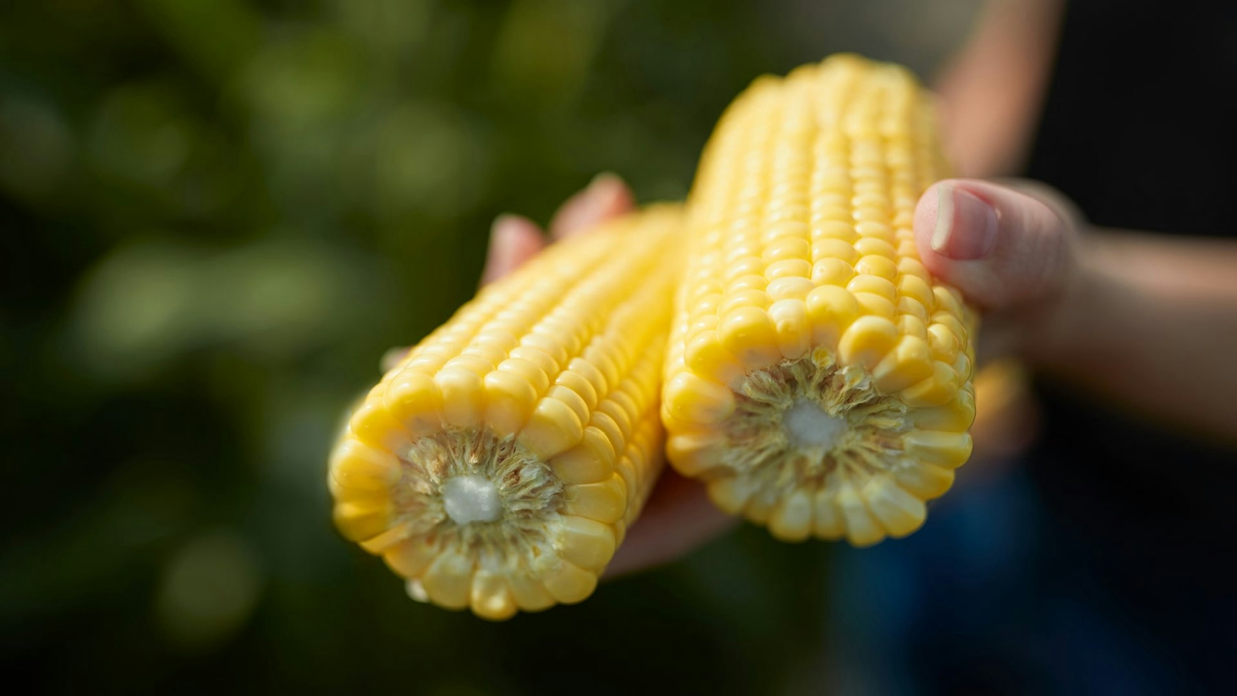 Unique expertise for high quality vegetables | Nortera