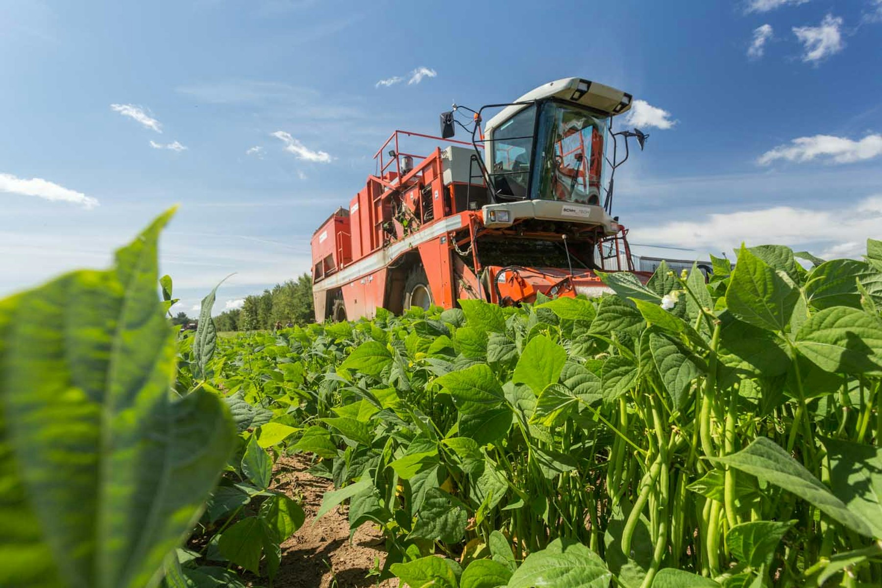 Unique expertise for high quality vegetables | Nortera