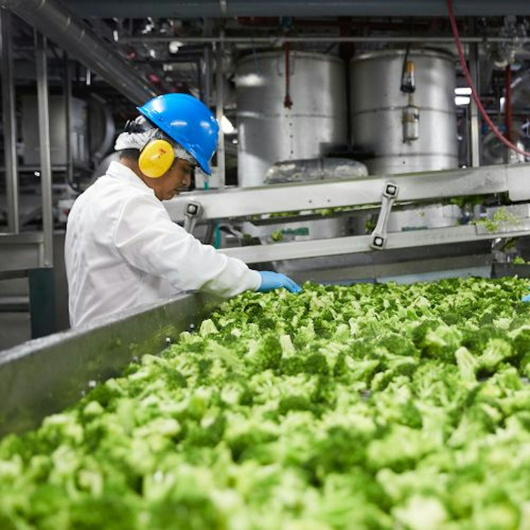 Unique expertise for high quality vegetables | Nortera