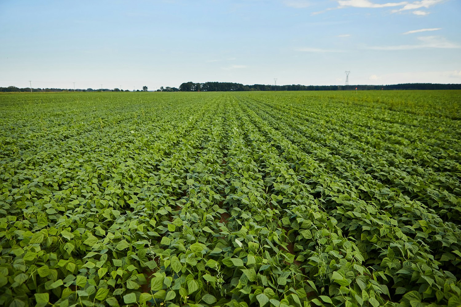 Unique expertise for high quality vegetables | Nortera