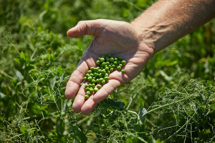 Nortera Celebrates $25M Expansion of Frozen Vegetable Warehouse in ...