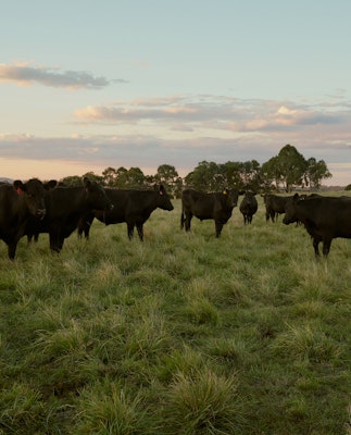 Masters of Beef | Mort & Co