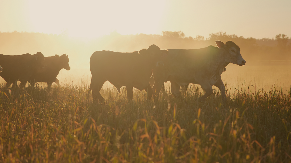 Livestock Sales | Mort & Co