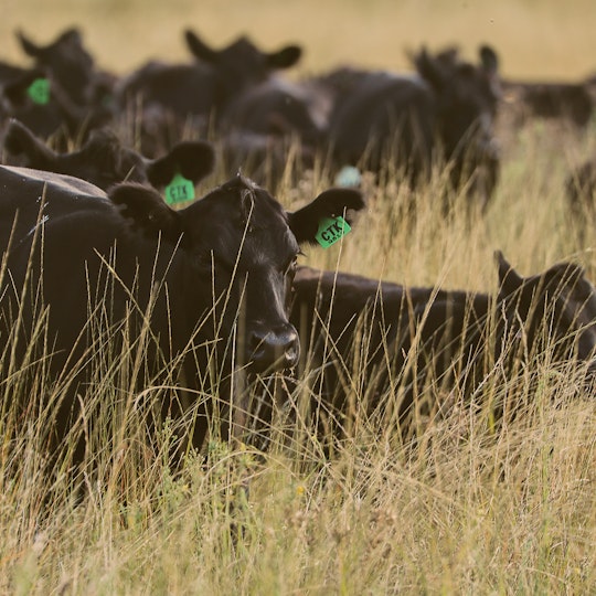 Livestock Sales | Mort & Co