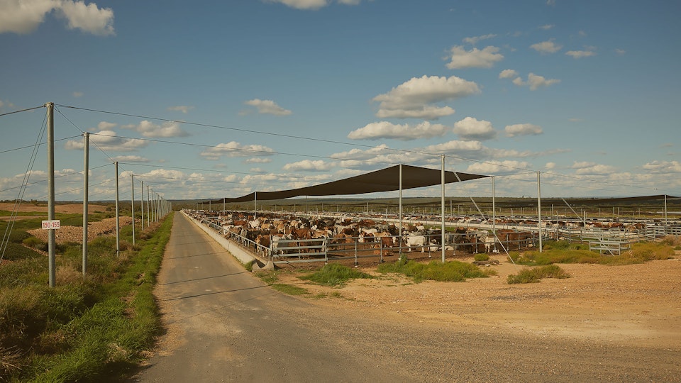 Masters of Beef | Mort & Co