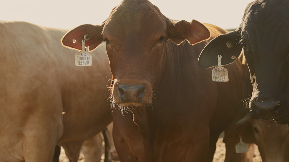 Pinegrove Feedlot | Mort & Co