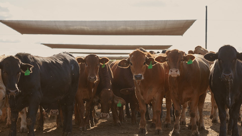 Livestock Services | Mort & Co