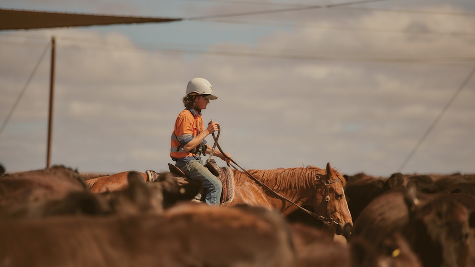 Grassdale Feedlot | Mort & Co