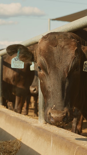 Yarranbrook Feedlot | Mort & Co